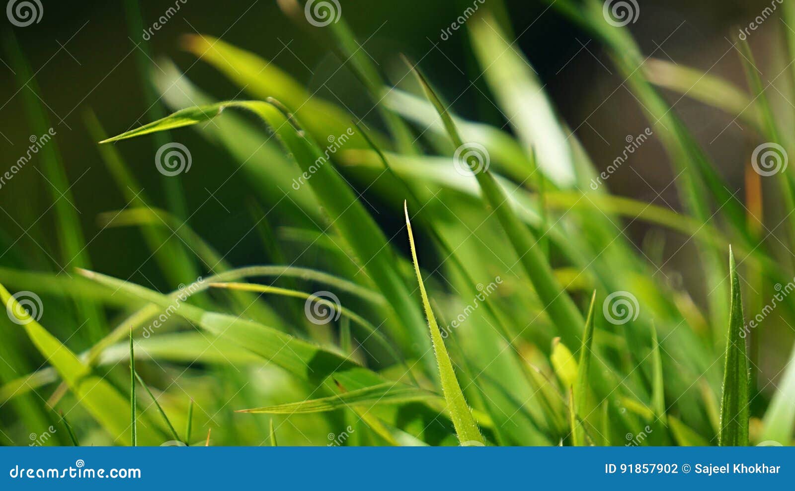 Grass light green stock photo. Image of waves, sunset - 91857902