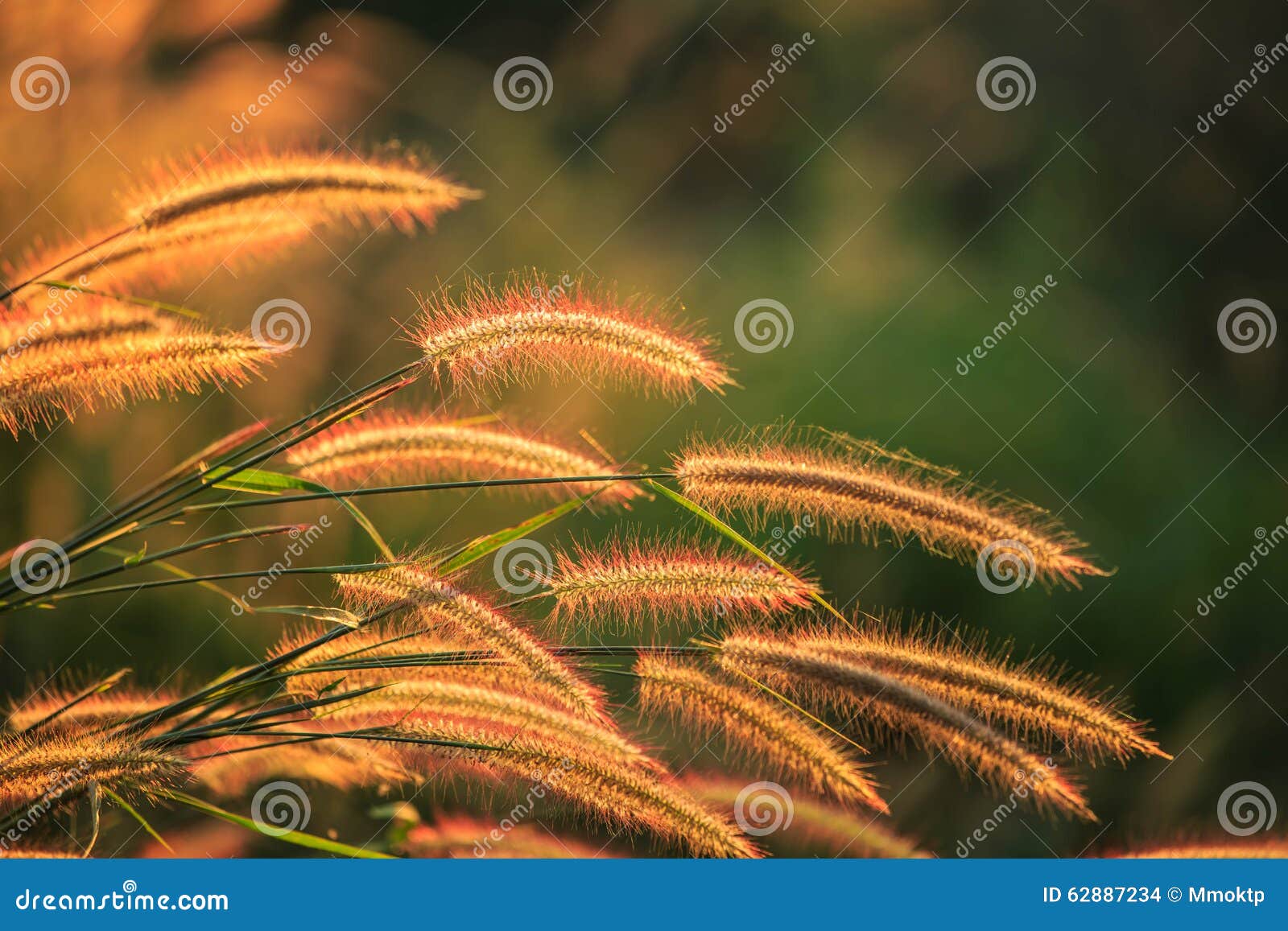 Grass with lighting stock photo. Image of nature, sunrise - 62887234