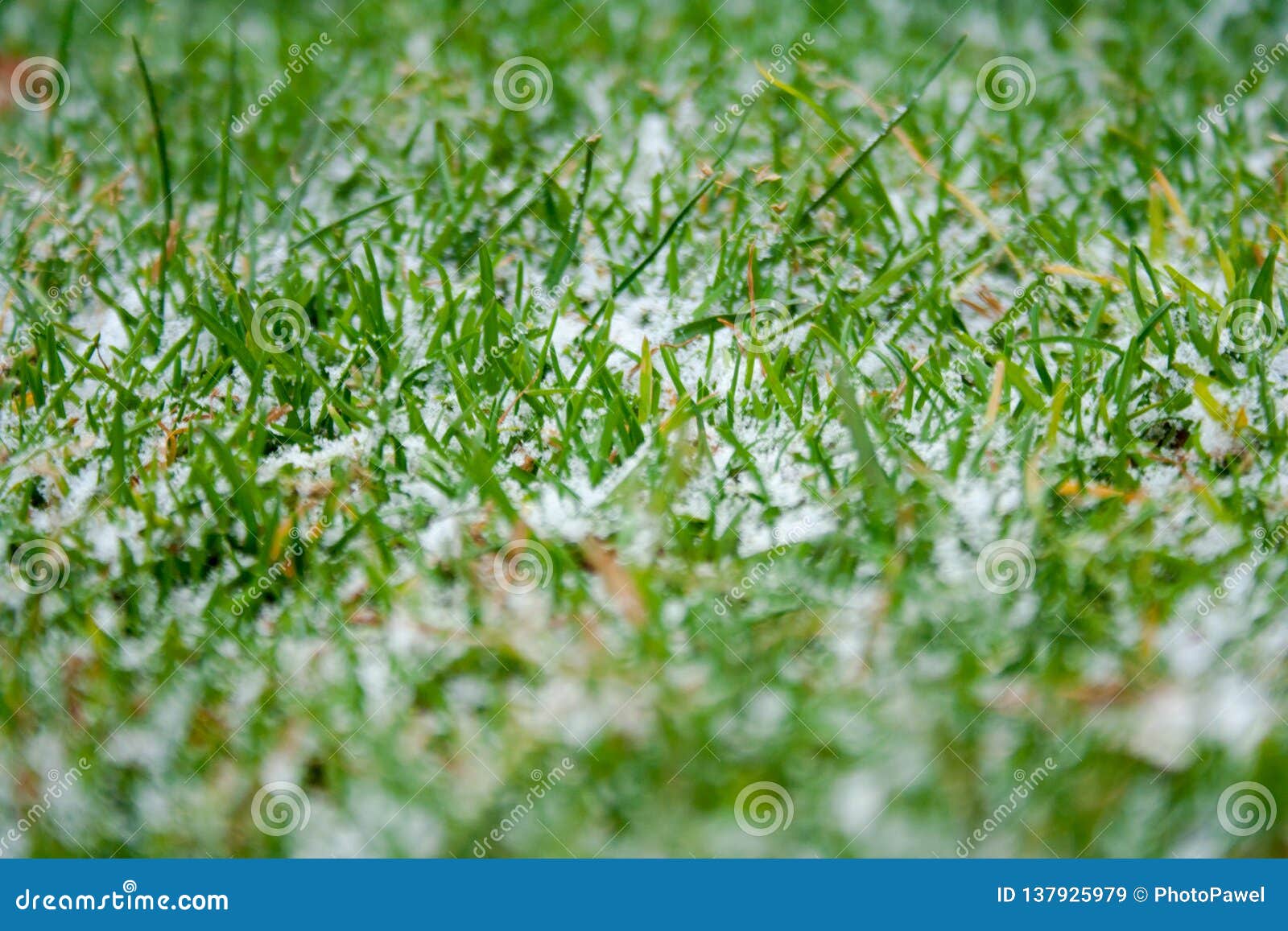 The White Fluff Gently Covered the Grass Growing on the Meadow. Spring ...