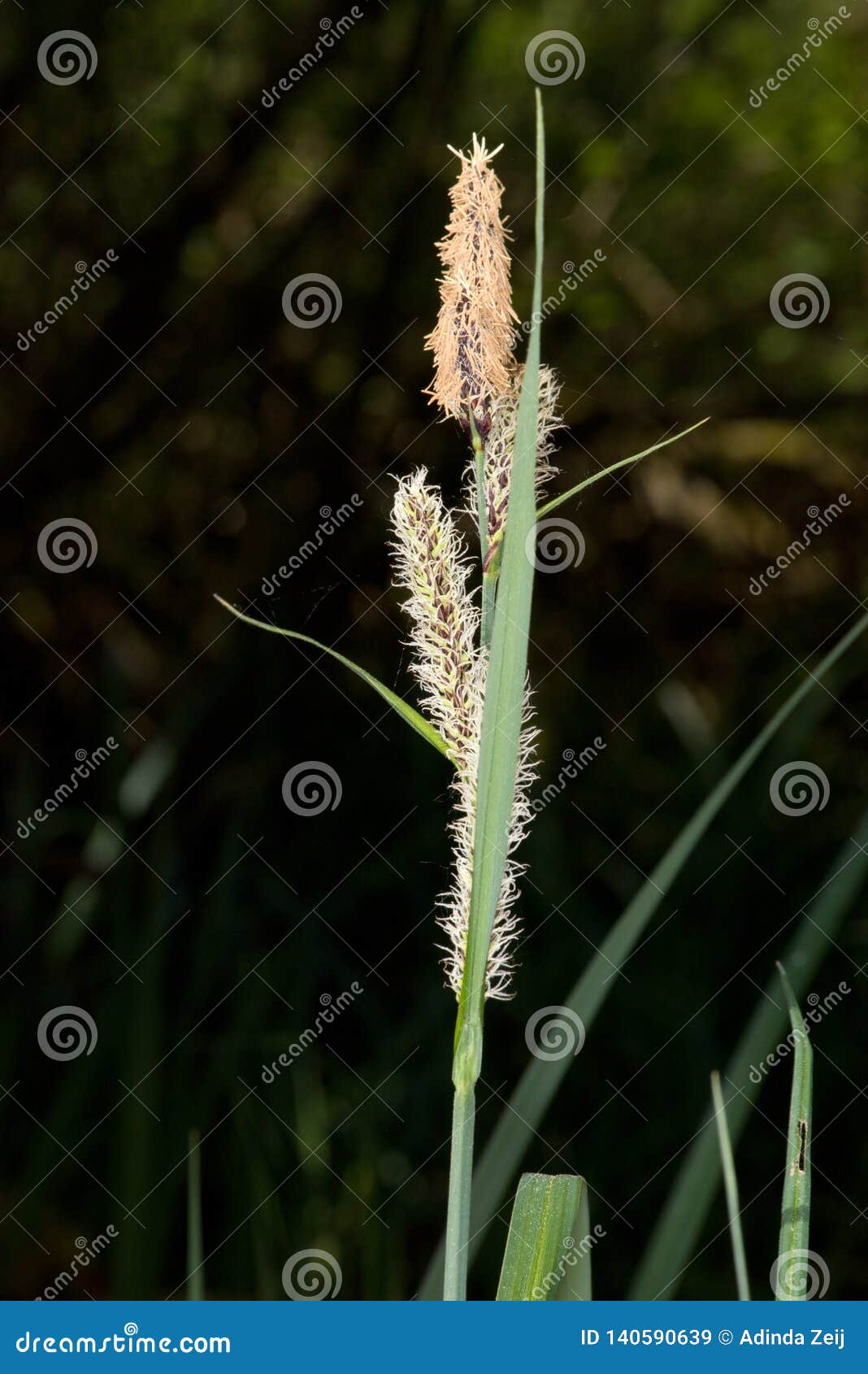 Closeup Of Grass With Pollen Stock Image Image Of Grass Marrowfilled 140590639