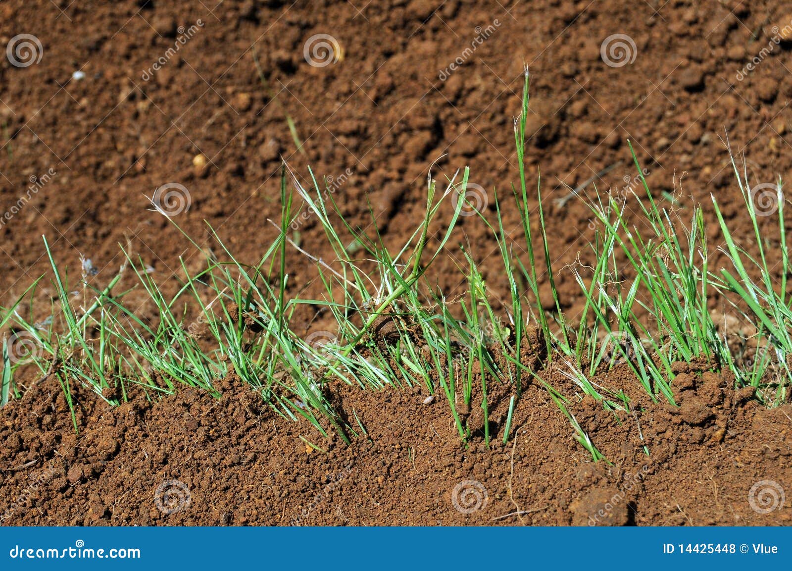 Grass Line stock photo. Image of lawn, yard, line, dirt - 14425448