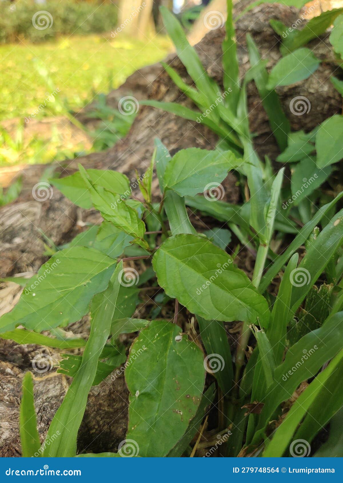 Grass Lives in the Roots of Large Trees Stock Photo - Image of trees ...