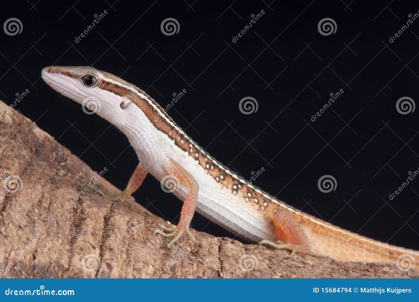 Grass lizard stock photo. Image of reptiles, malaysia - 15684794