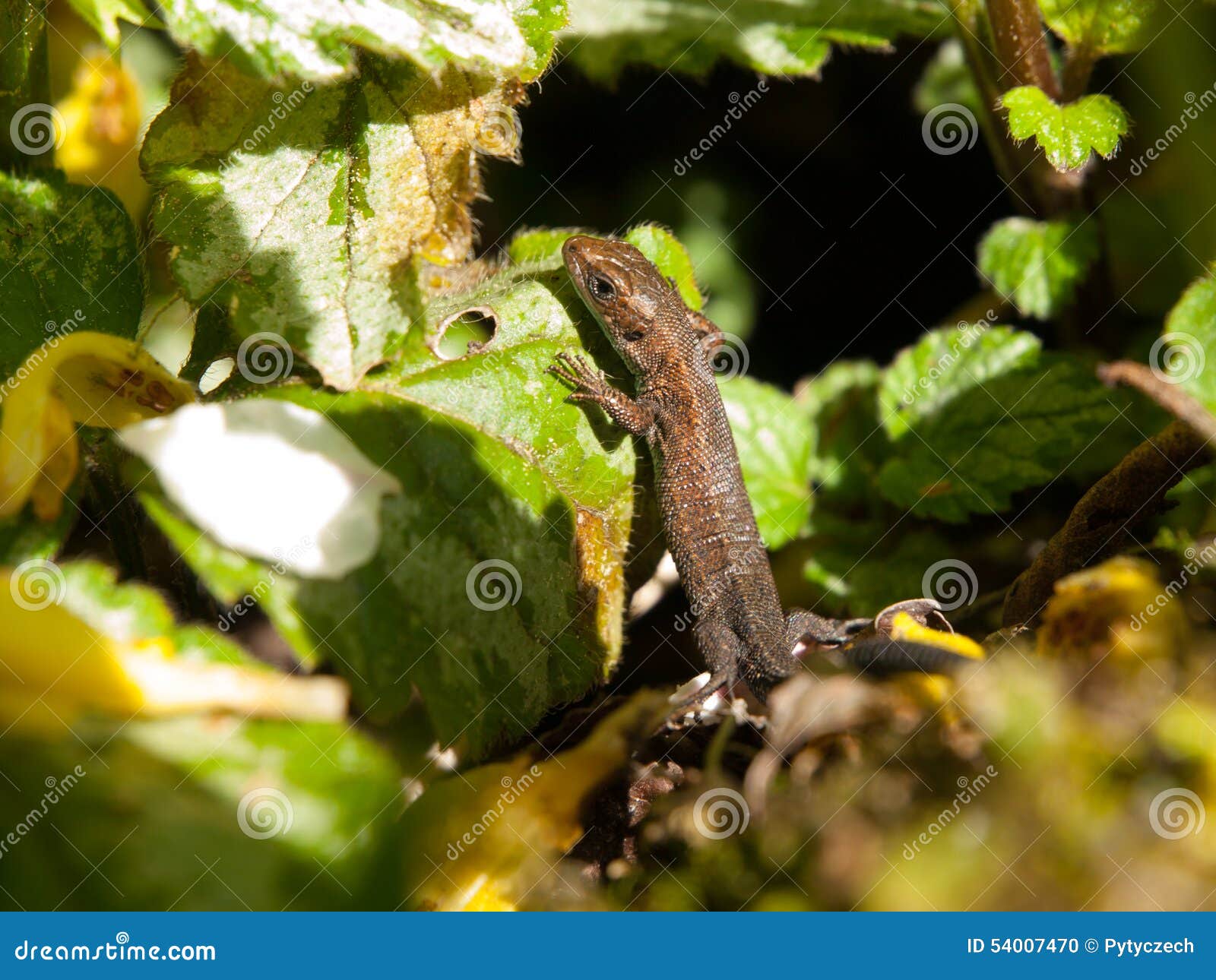 Grass Lizard stock photo. Image of head, camouflage, garden - 54007470