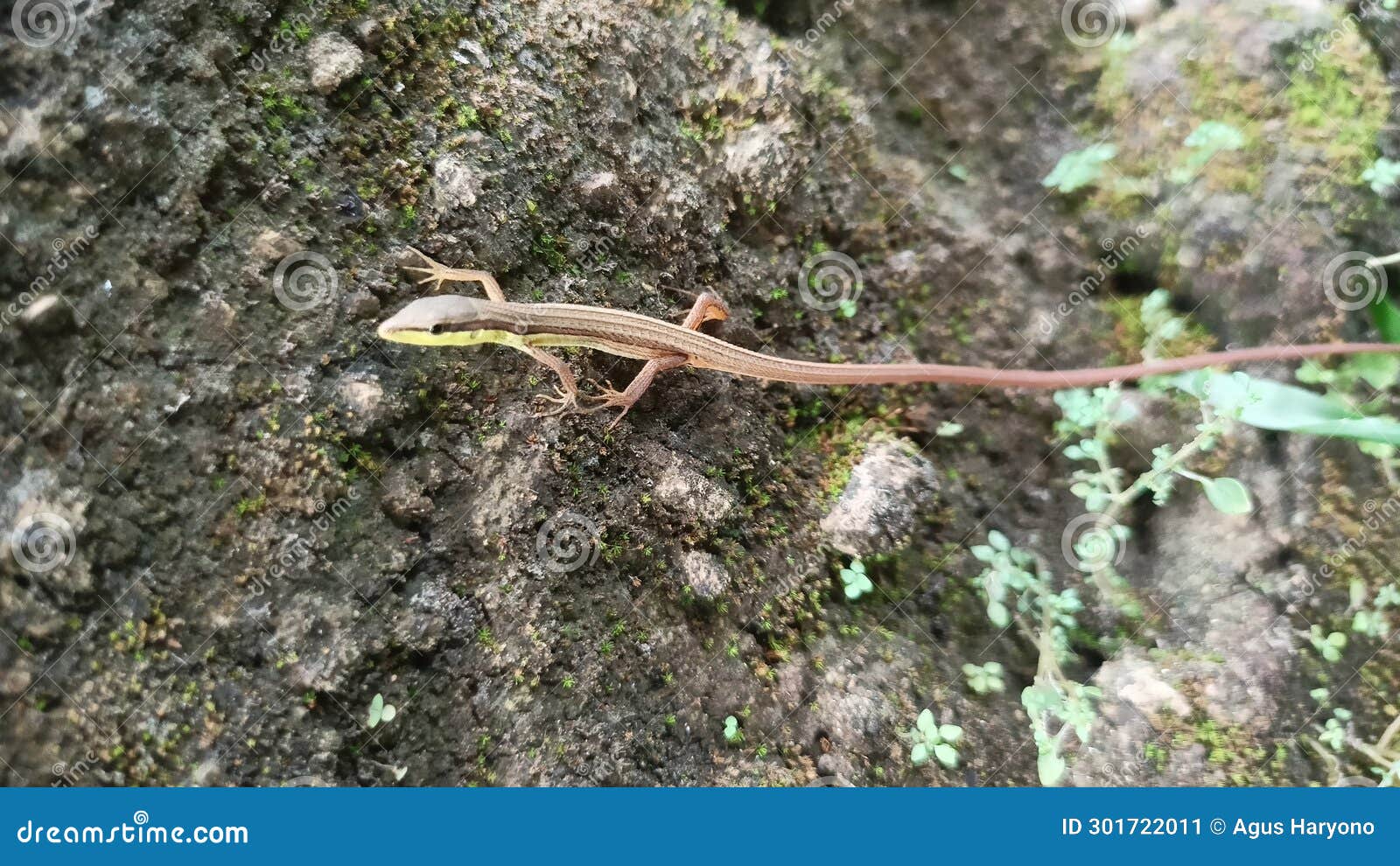 Grass lizard stock image. Image of wild, outdoor, green - 301722011