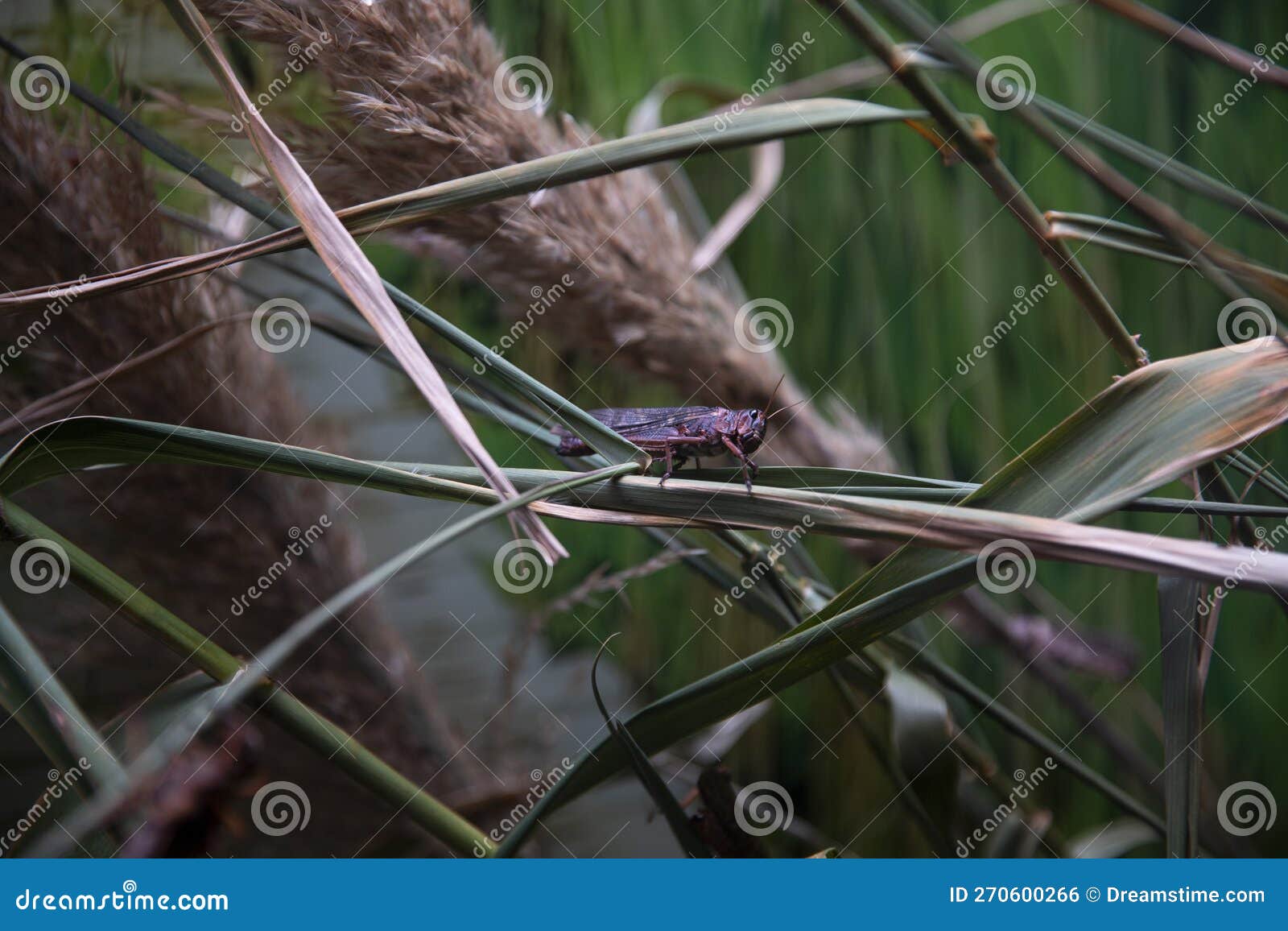 Grass and Locusts in Full Growth Sit on a Leaf. Macro Stock Photo ...