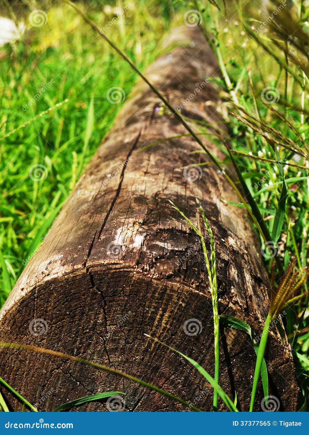 Grass Log stock image. Image of tallgrass, brown, natural - 37377565