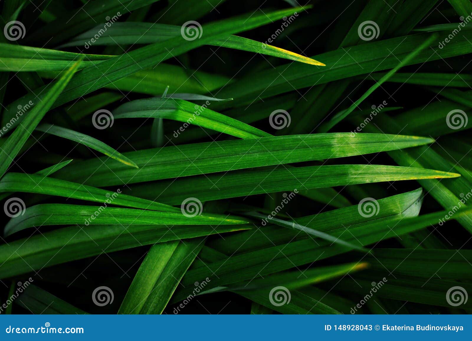 Grass with long leaves stock image. Image of leaves - 148928043