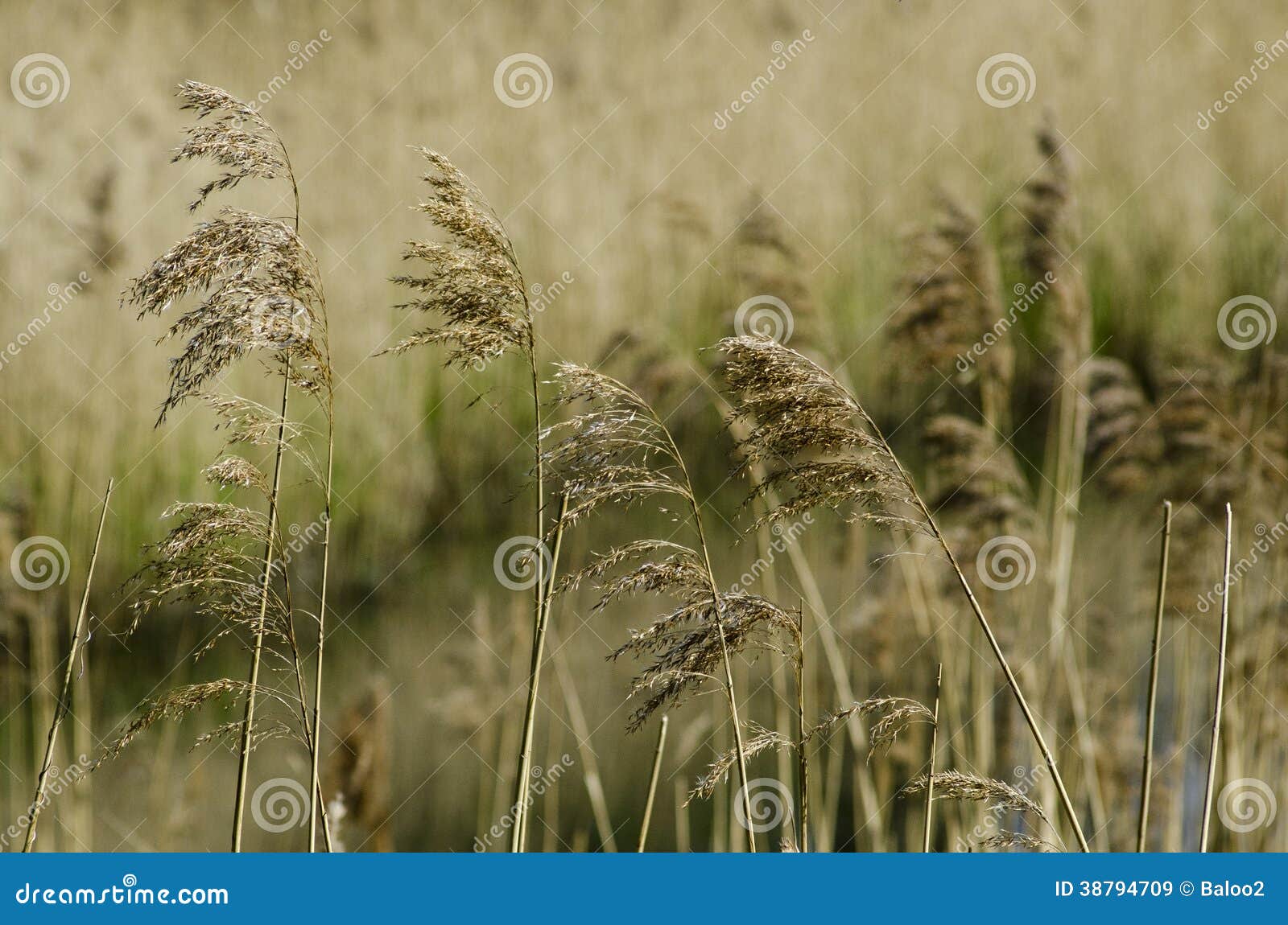 Grass stock image. Image of green, grass, wilderness - 38794709