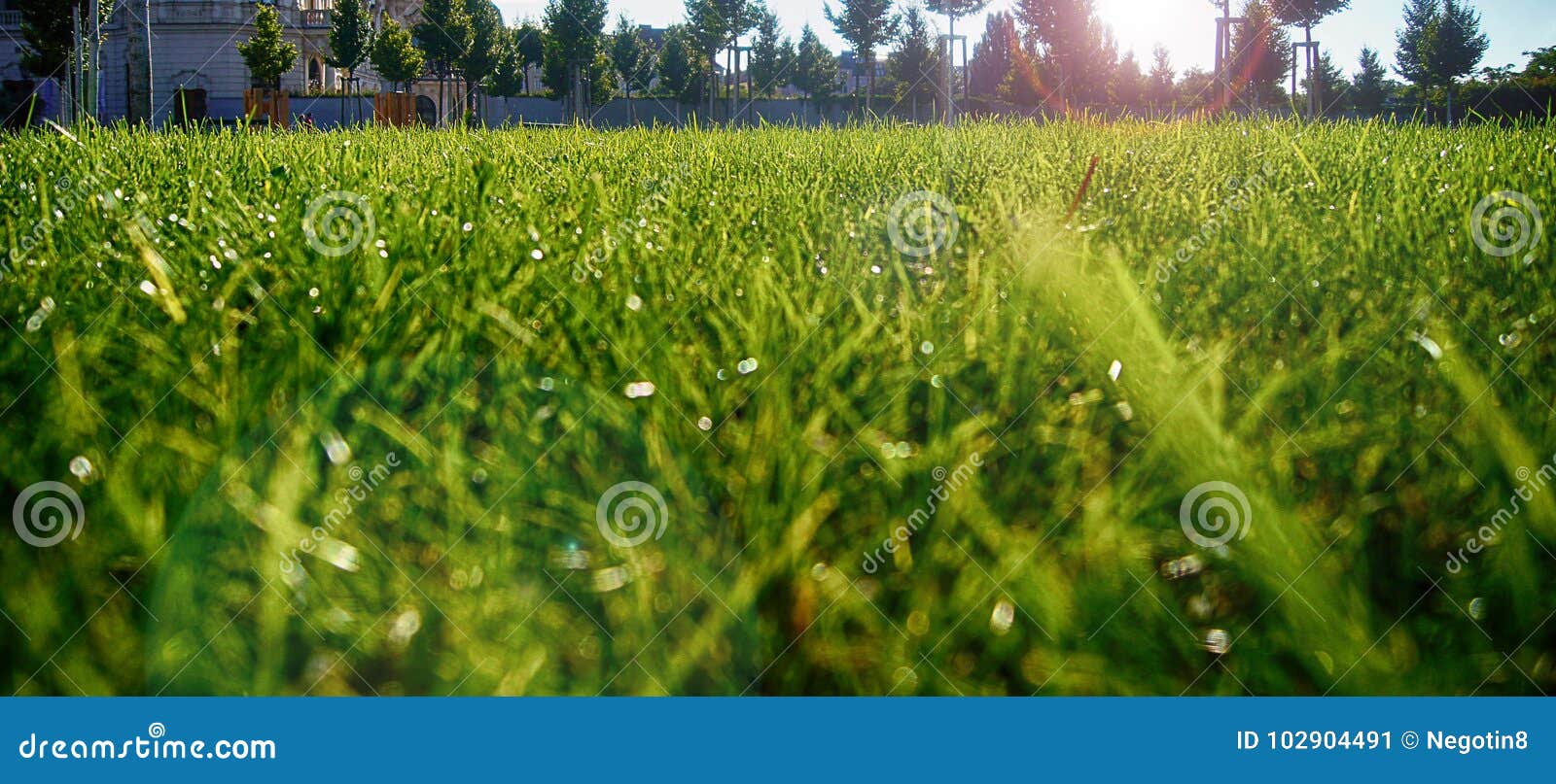 Grass low angle stock image. Image of land, lush, natural - 102904491