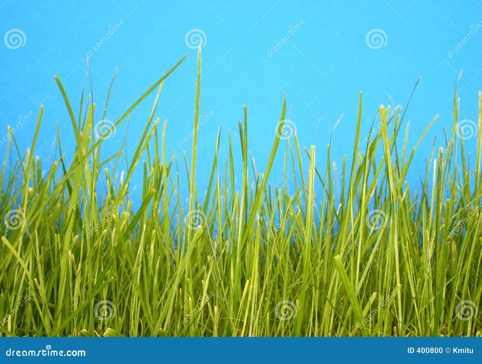 Grass macro #2 stock photo. Image of natural, growing, turf - 400800