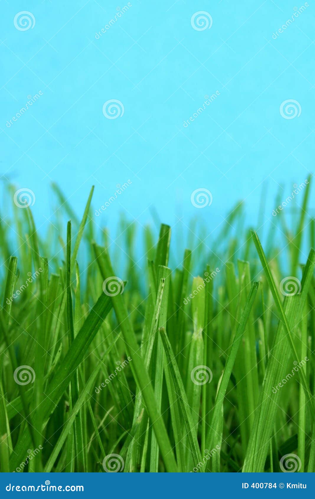 Grass macro stock photo. Image of earth, blades, natural - 400784
