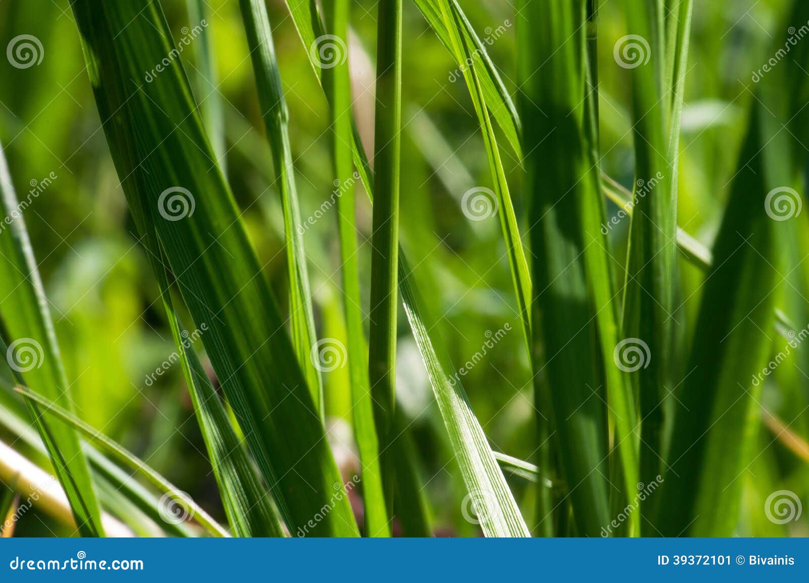 Grass macro stock image. Image of bright, ecology, macro - 39372101