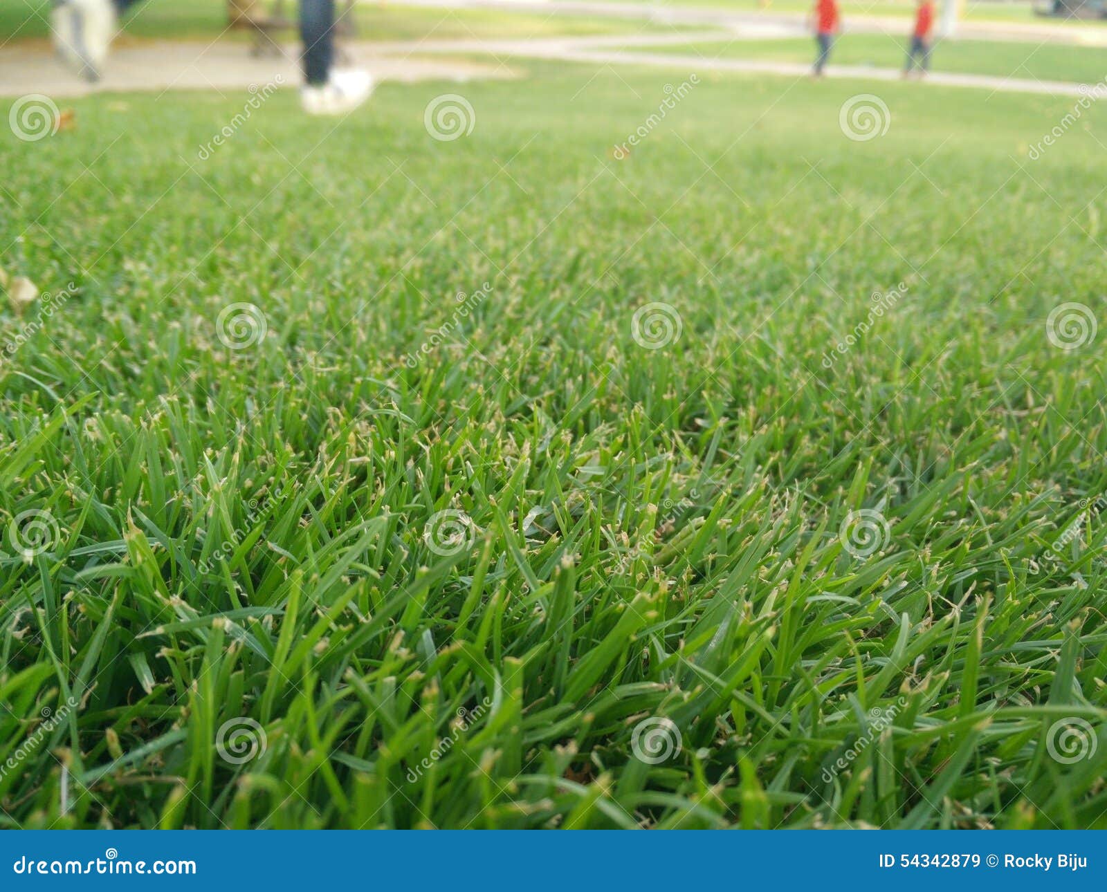 Grass stock image. Image of nature, macro, wallpaper - 54342879