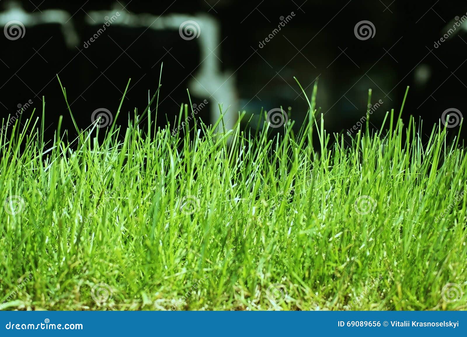 Grass macro ground stock photo. Image of backgrounds - 69089656