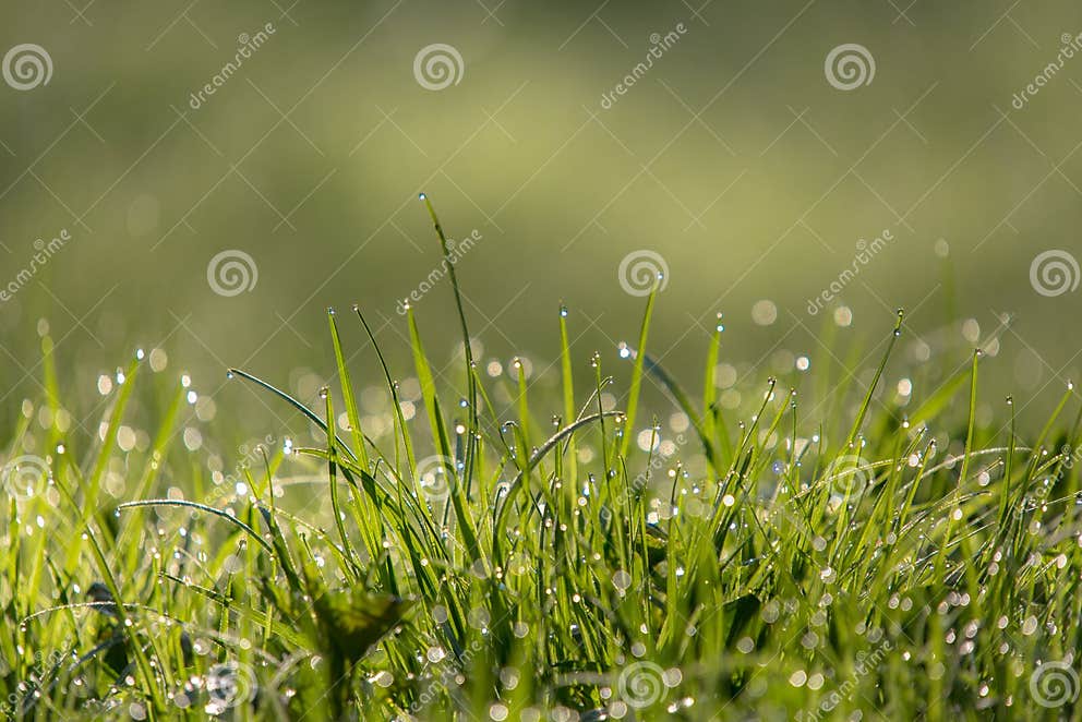 Grass stock image. Image of backgrounds, purity, condensation - 47548923