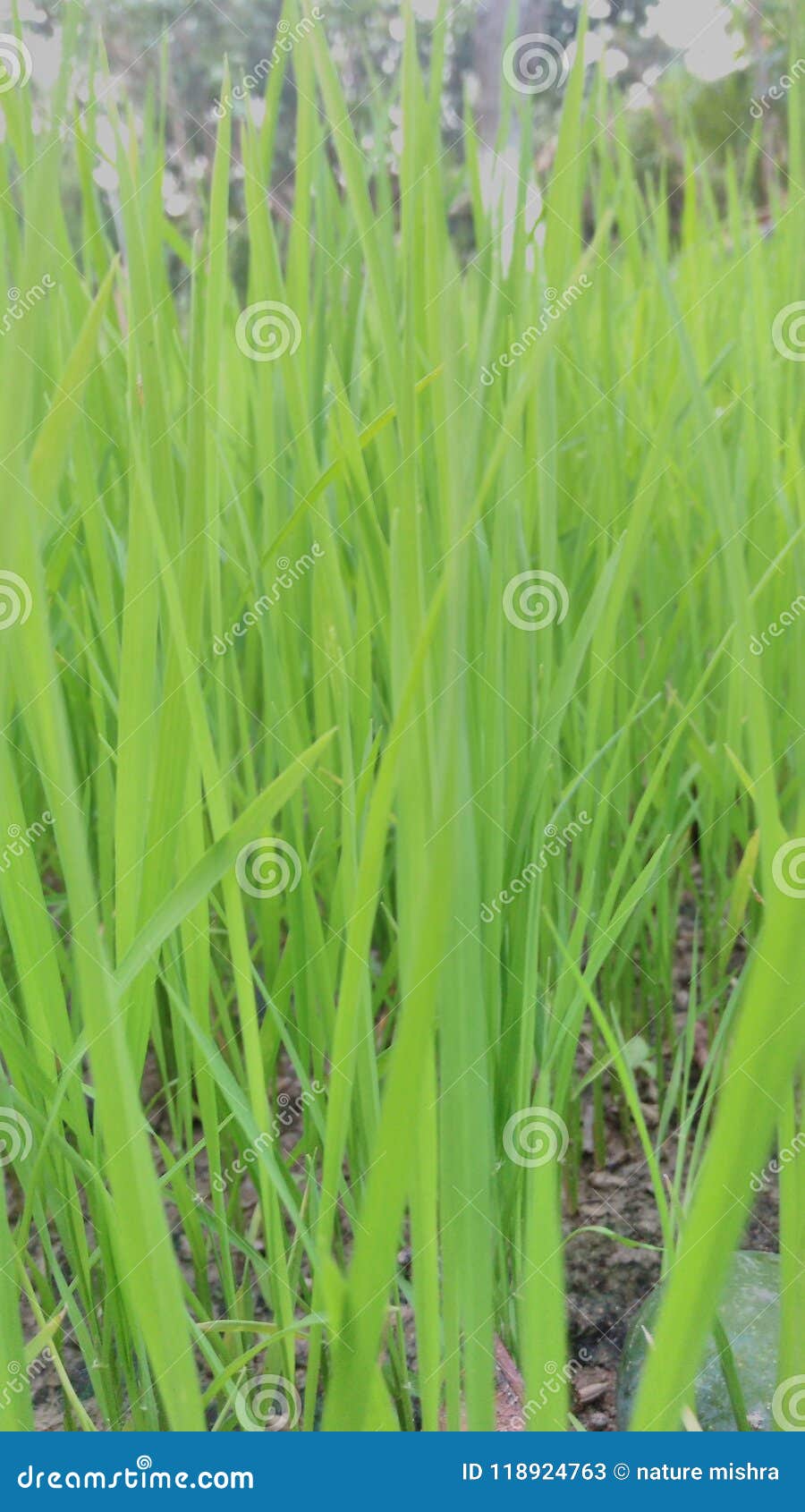 Grass stock image. Image of planet, green, grass - 118924763