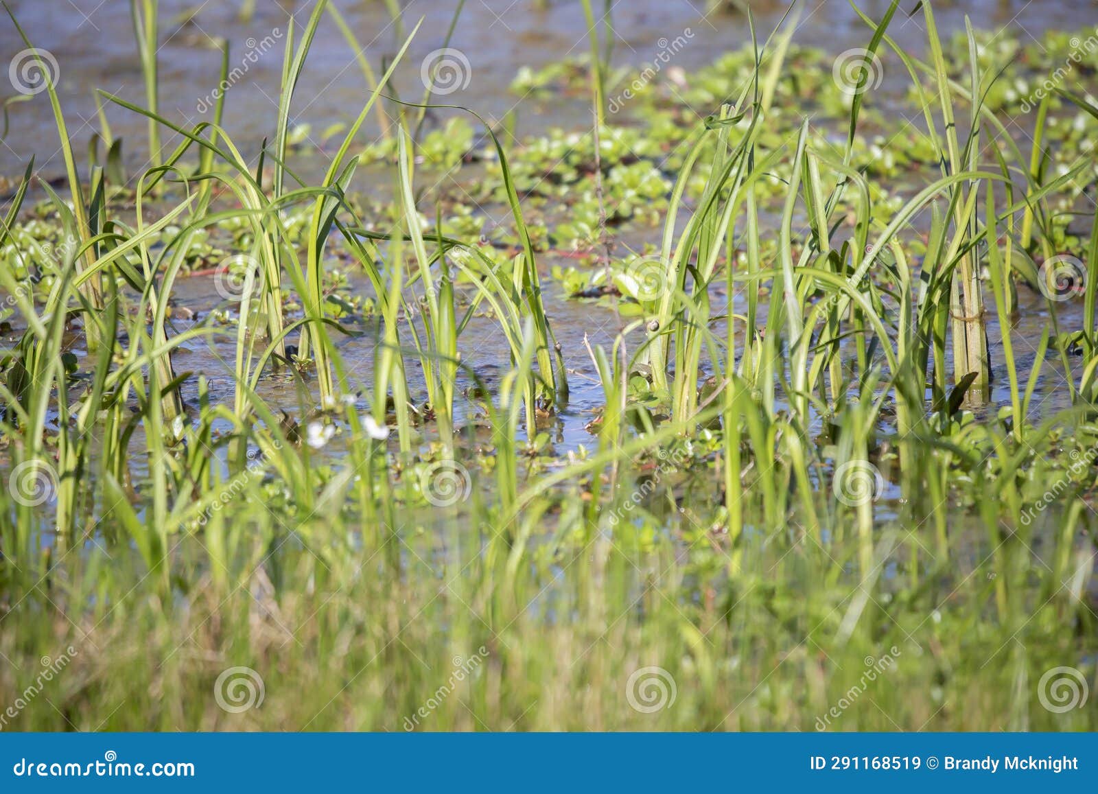 Grass in the Marsh stock image. Image of greenery, biodiversity - 291168519