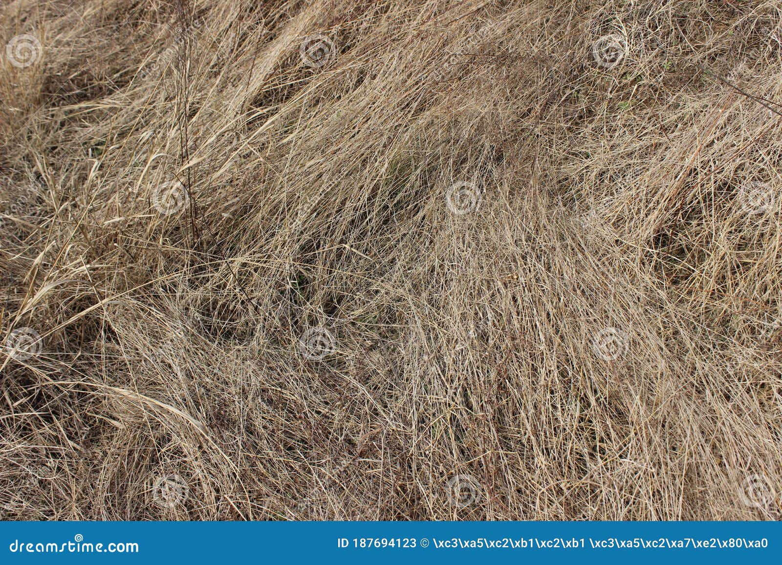 Grass Material Texture Map On The Ground Royalty-Free Stock Photography ...