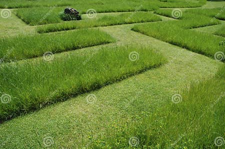 Grass maze 2 stock image. Image of lost, greenery, maze - 865899