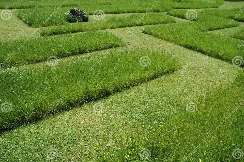 Grass maze 2 stock image. Image of lost, greenery, maze - 865899