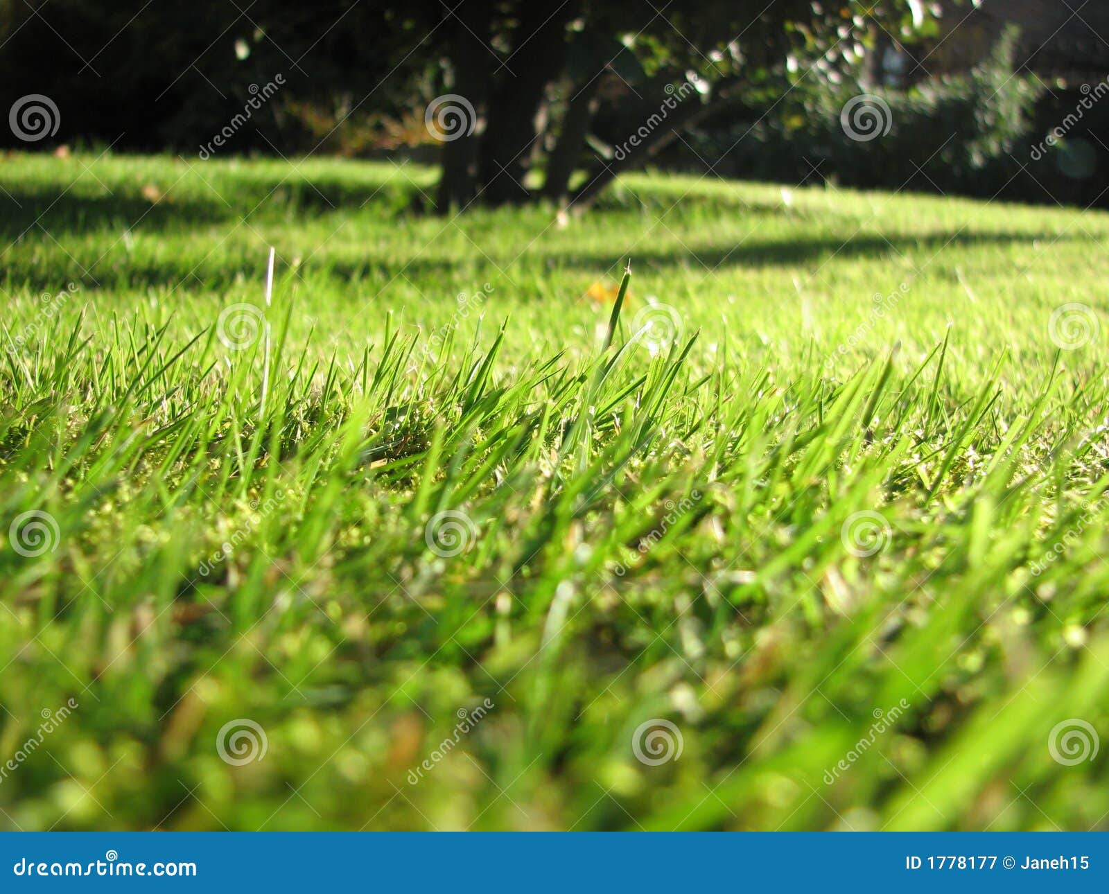 Grass in meadow stock image. Image of scenic, earth, agriculture - 1778177