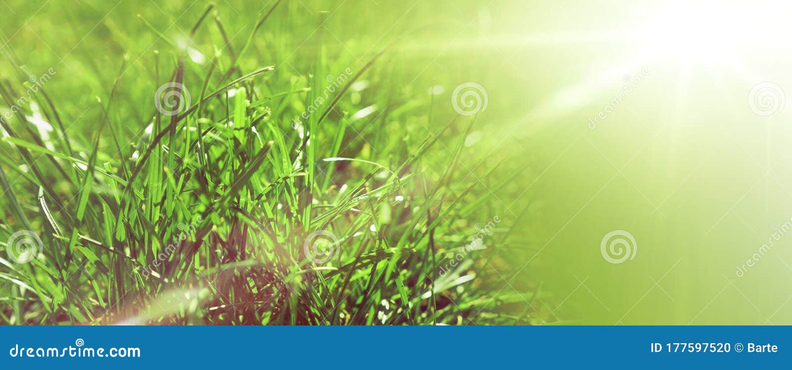 Grass or Meadow Background, Natural Header or Banner Stock Photo ...