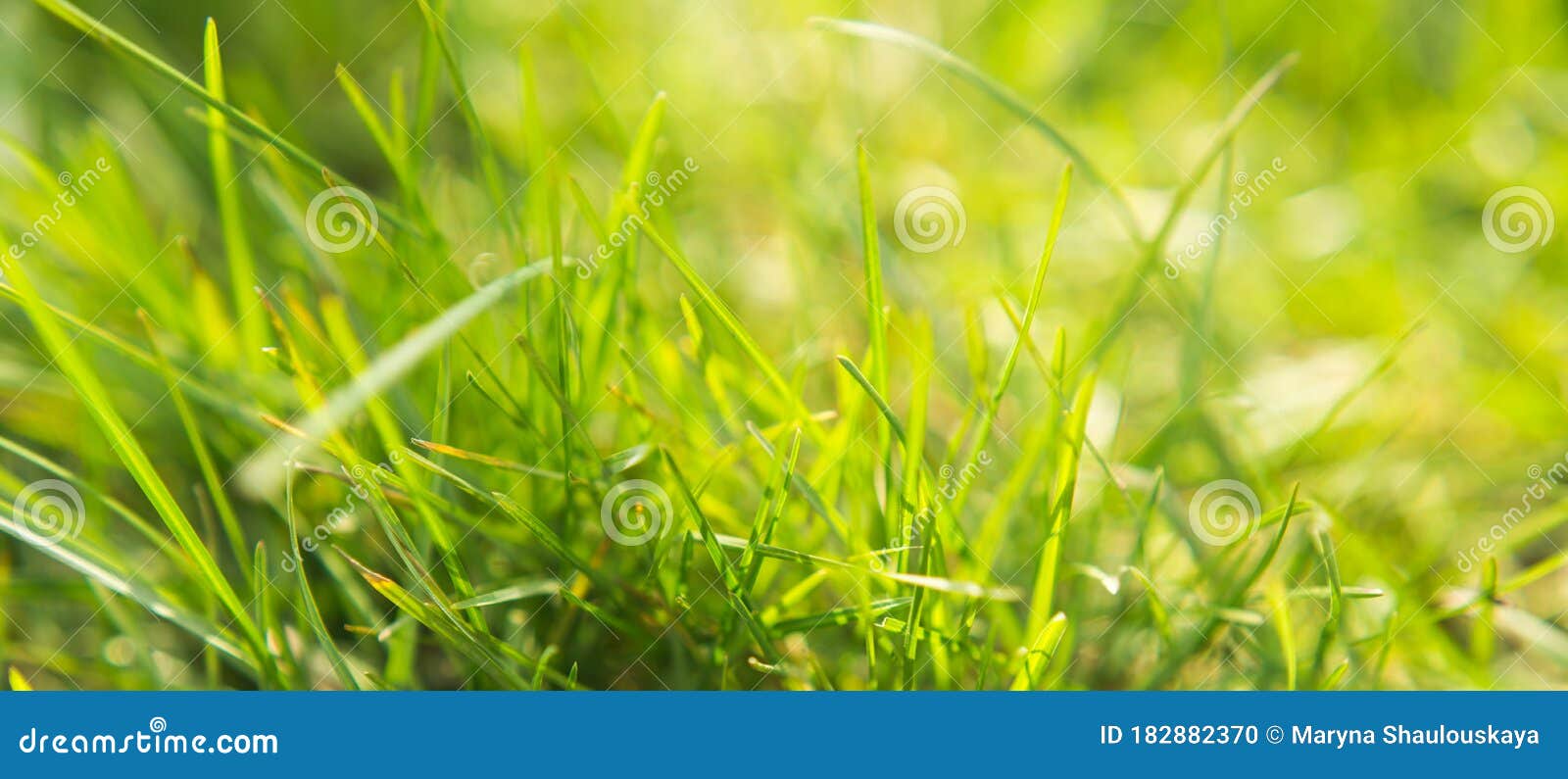 Grass or Meadow Background, Natural Header or Banner with Space for ...