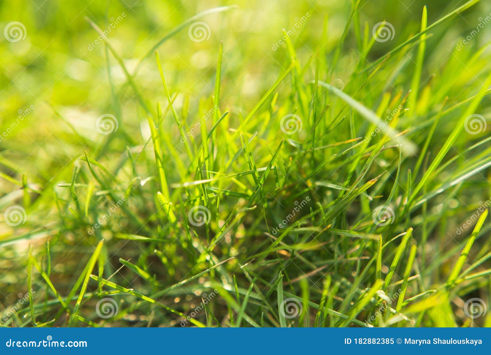 Grass or Meadow Background, Natural Header or Banner with Space for ...
