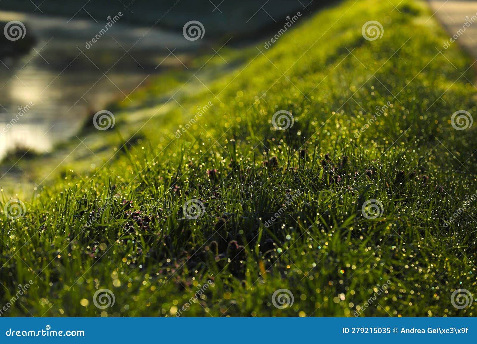 Grass Meadow Covered with Dew Stock Image - Image of garden, morning ...