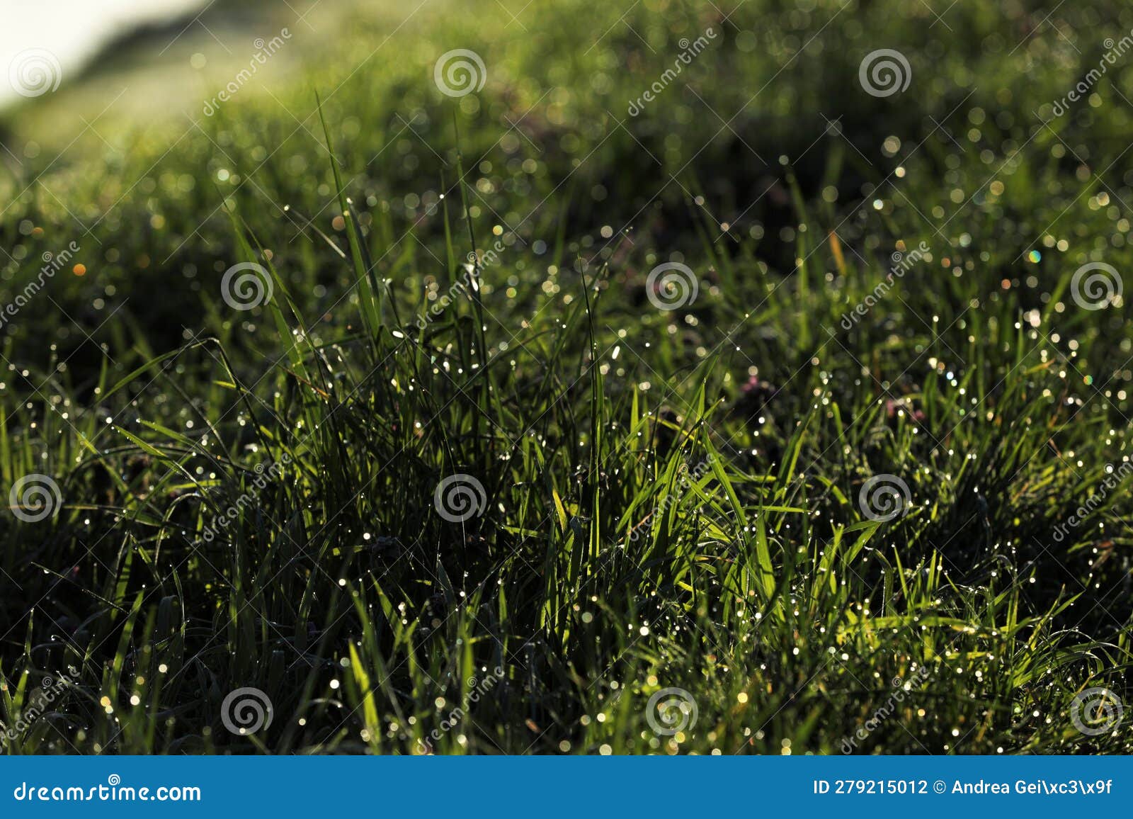 Grass Meadow Covered with Dew Stock Photo - Image of outside, dewdrop ...