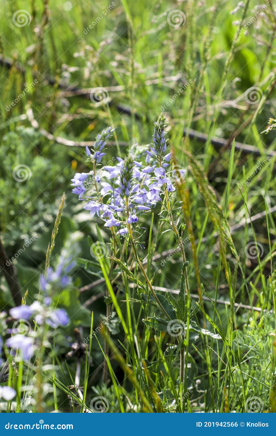 Grass with meadow flowers. stock photo. Image of lawn - 201942566