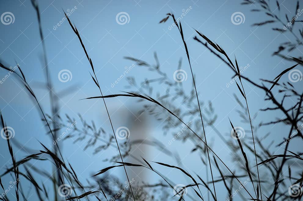Grass in the meadow stock image. Image of grass, tree - 328890603