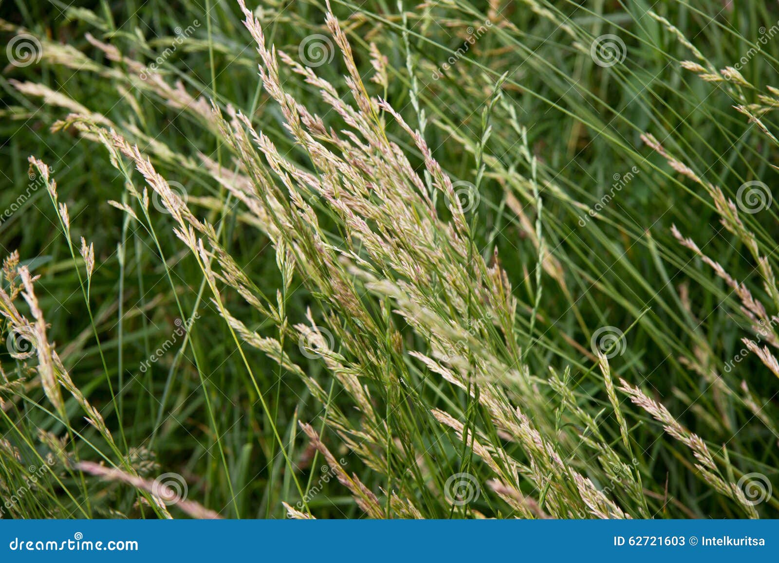 Grass on the meadow stock image. Image of outdoor, green - 62721603