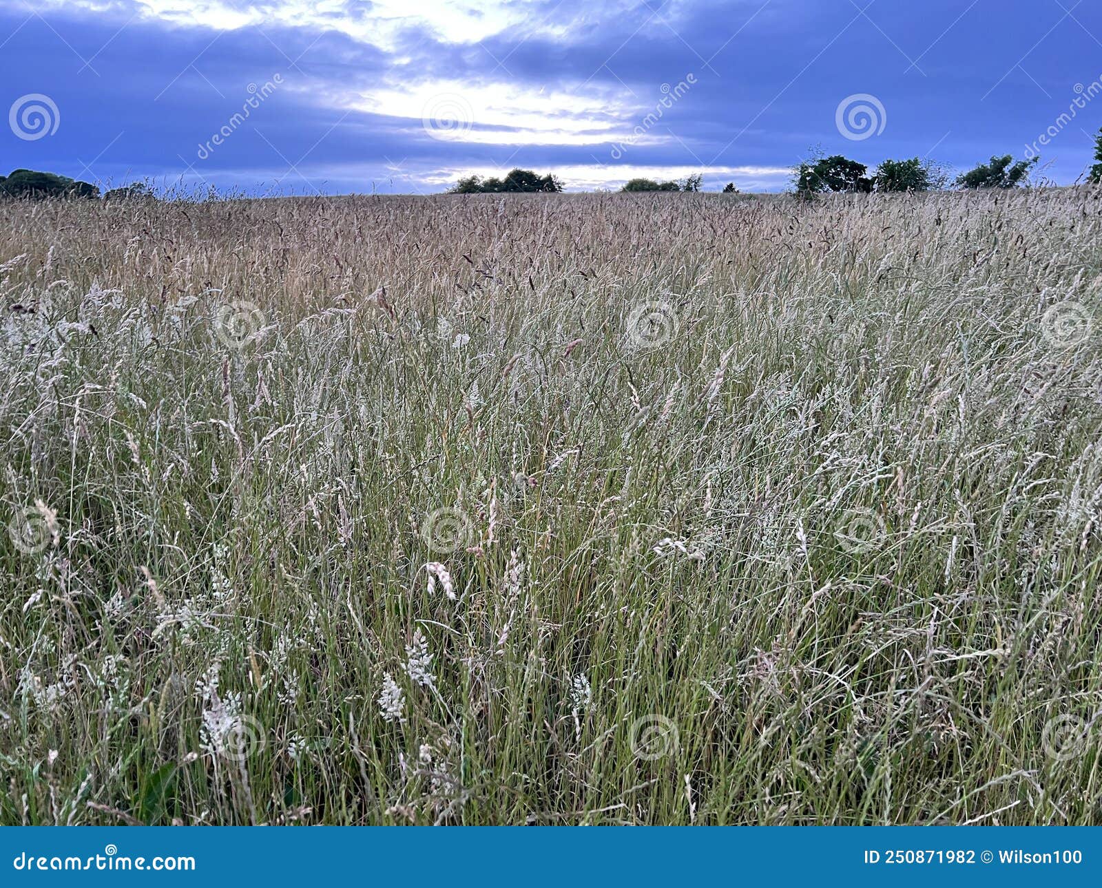 Grass Meadow stock photo. Image of grass, last, landscape - 250871982
