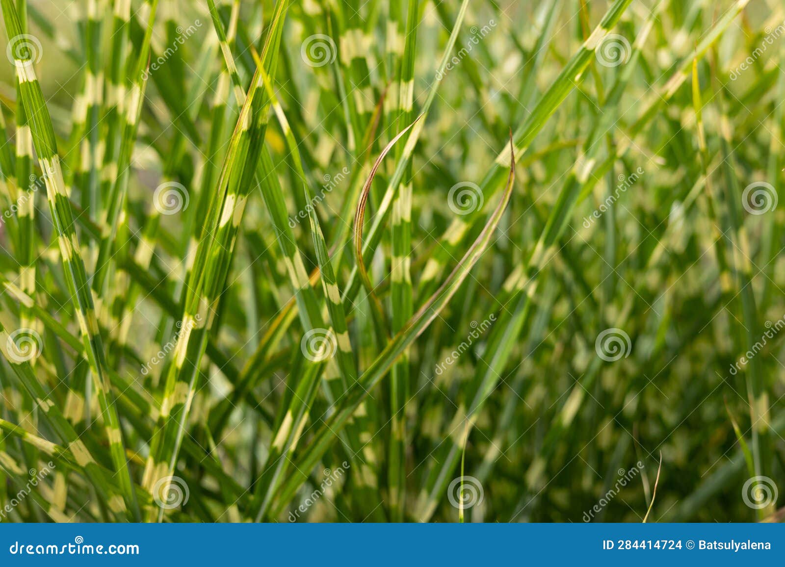 Grass Miscanthus Strictus Close Up Stock Photo - Image of summer, food ...