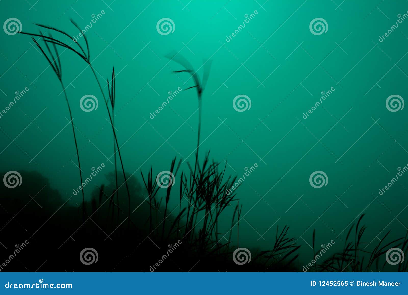 Grass in mist stock image. Image of evocative, beauty - 12452565