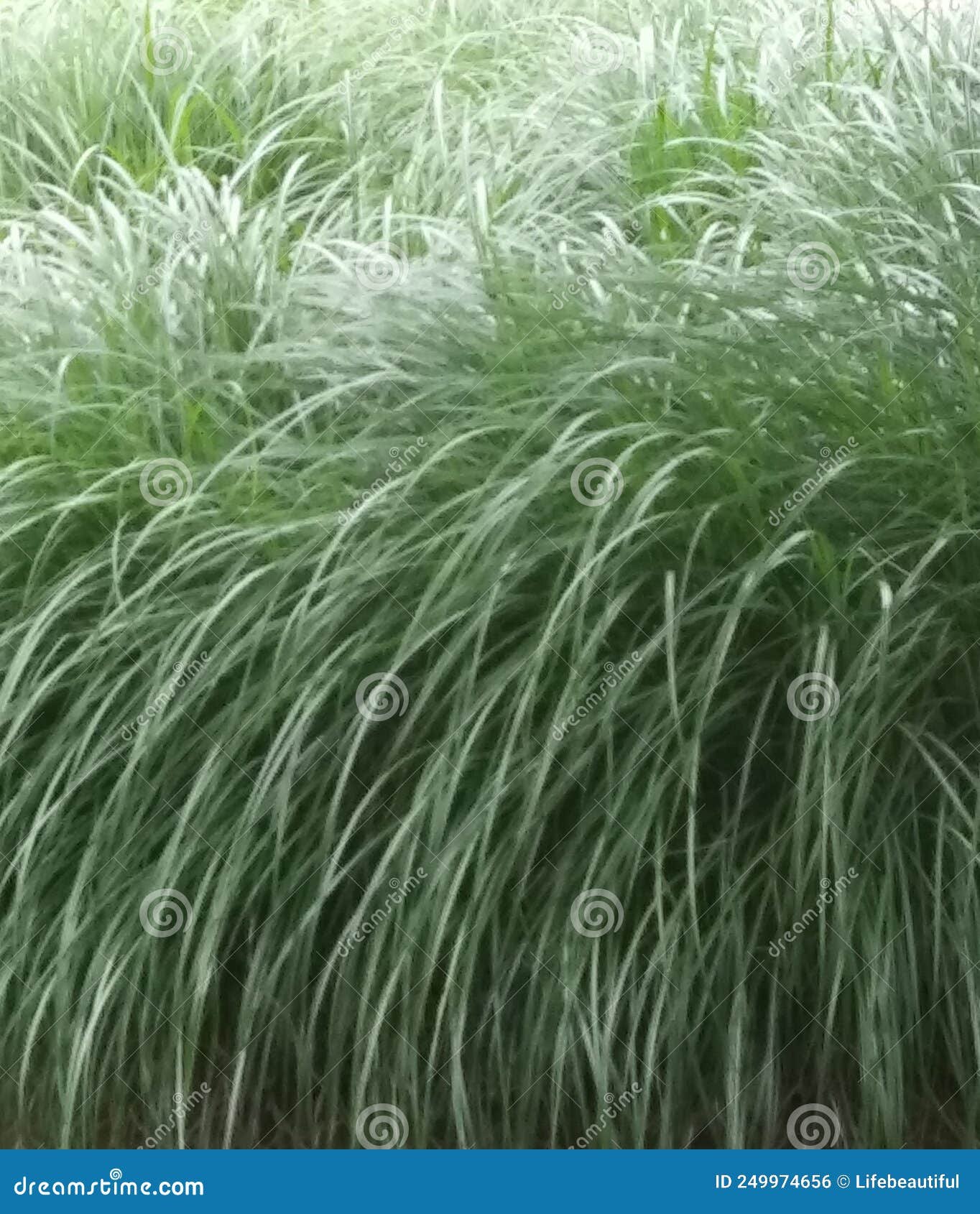 Grass monster stock photo. Image of soil, agriculture - 249974656