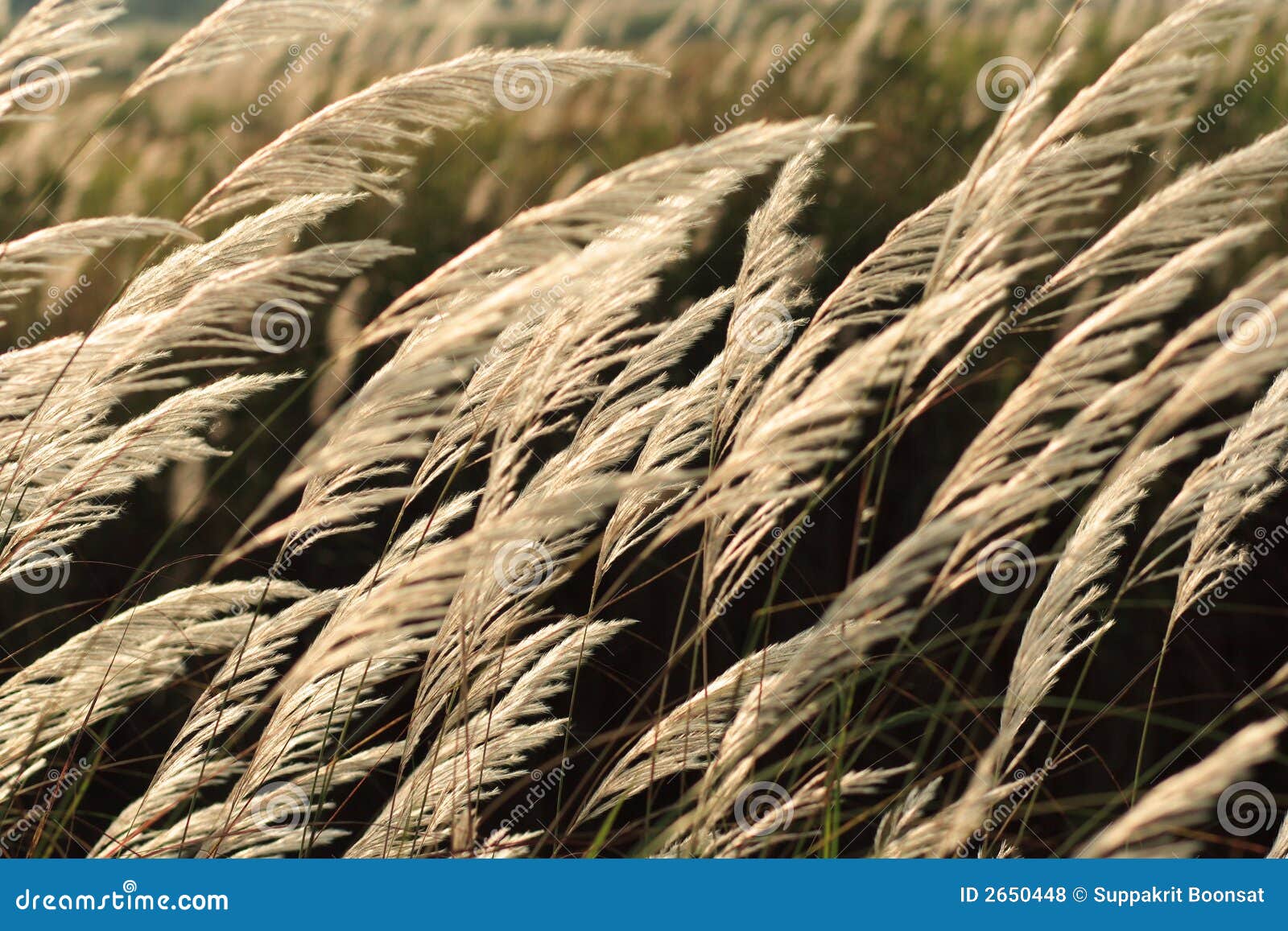 Grass in the morning stock photo. Image of dawn, outdoors - 2650448