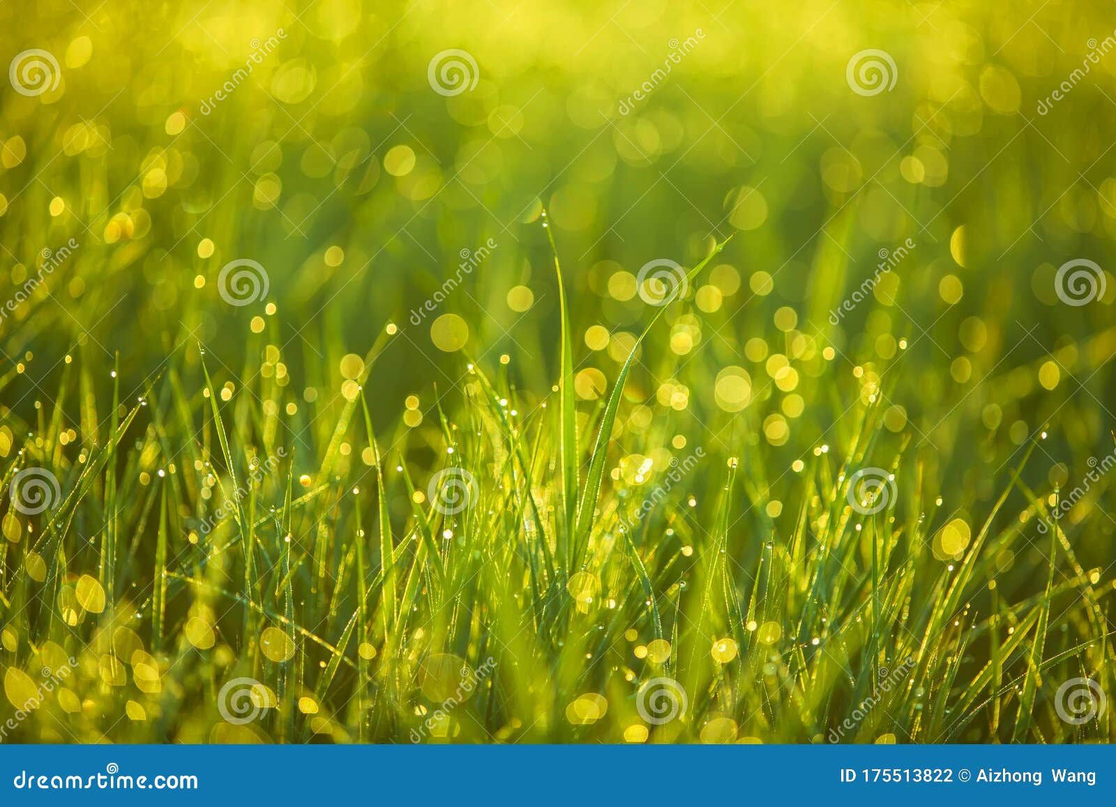 The grass in the morning stock photo. Image of season - 175513822