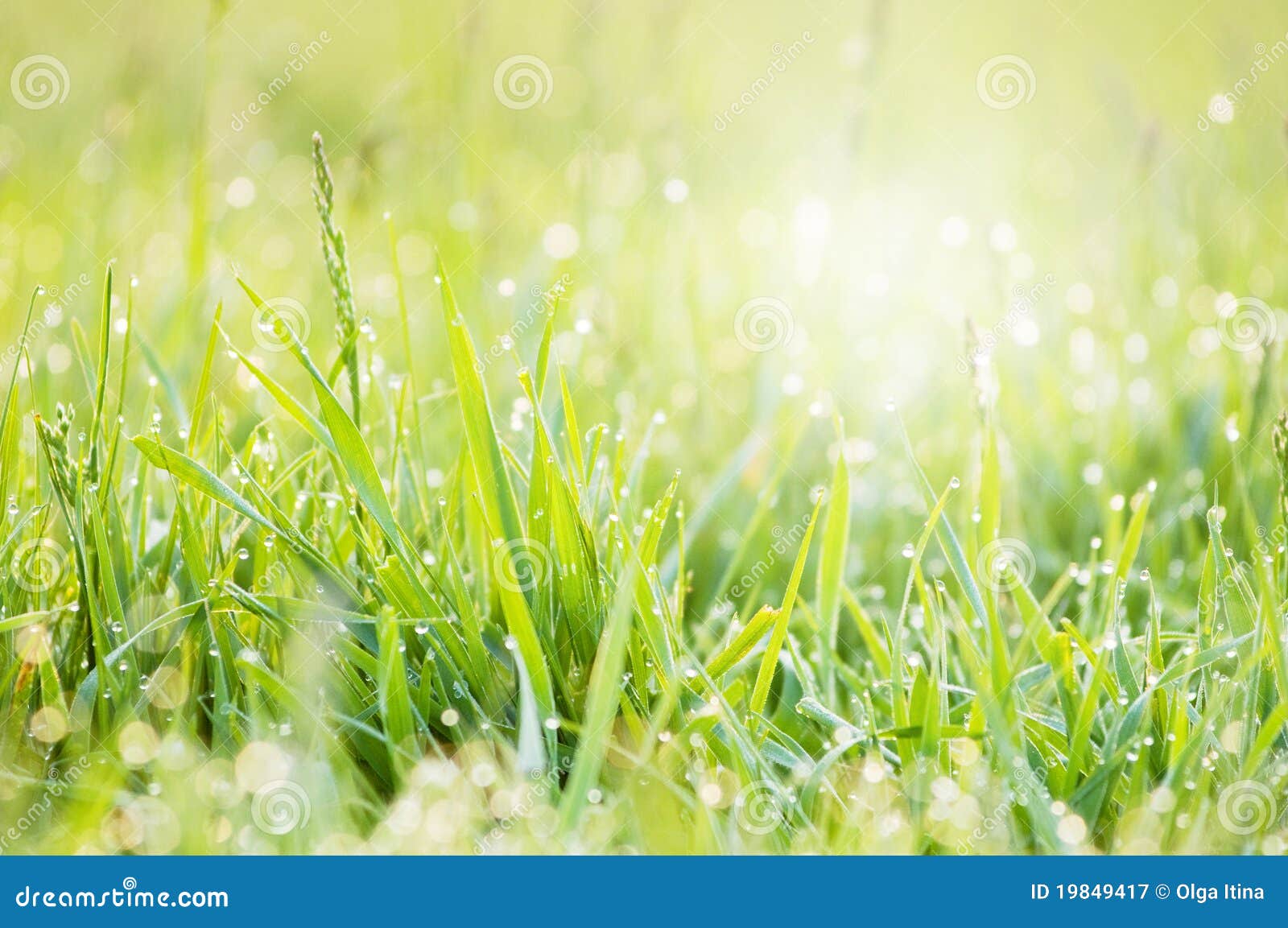 Grass morning dew stock image. Image of growth, clean - 19849417