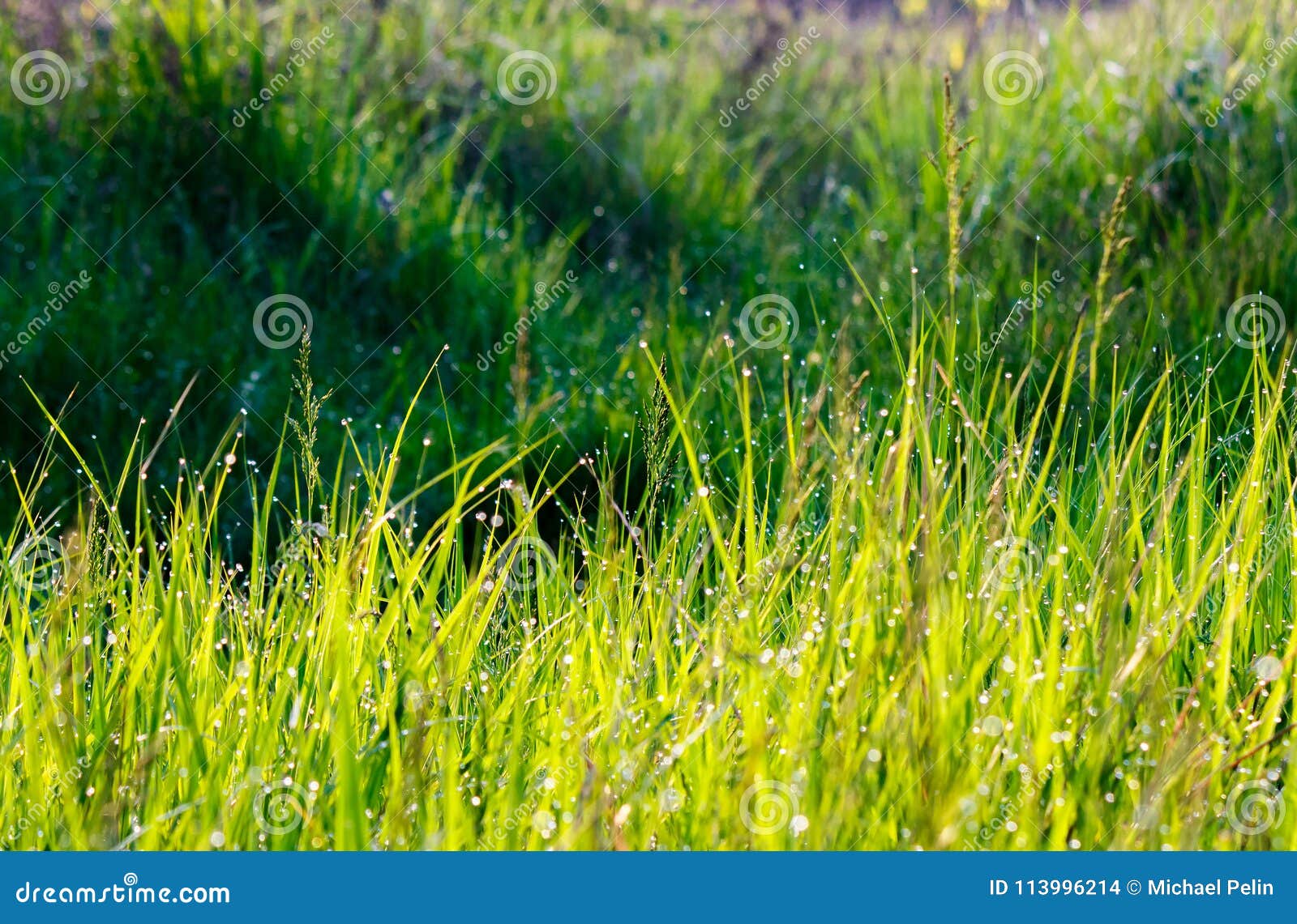 Grass in morning dew drops stock photo. Image of nice - 113996214