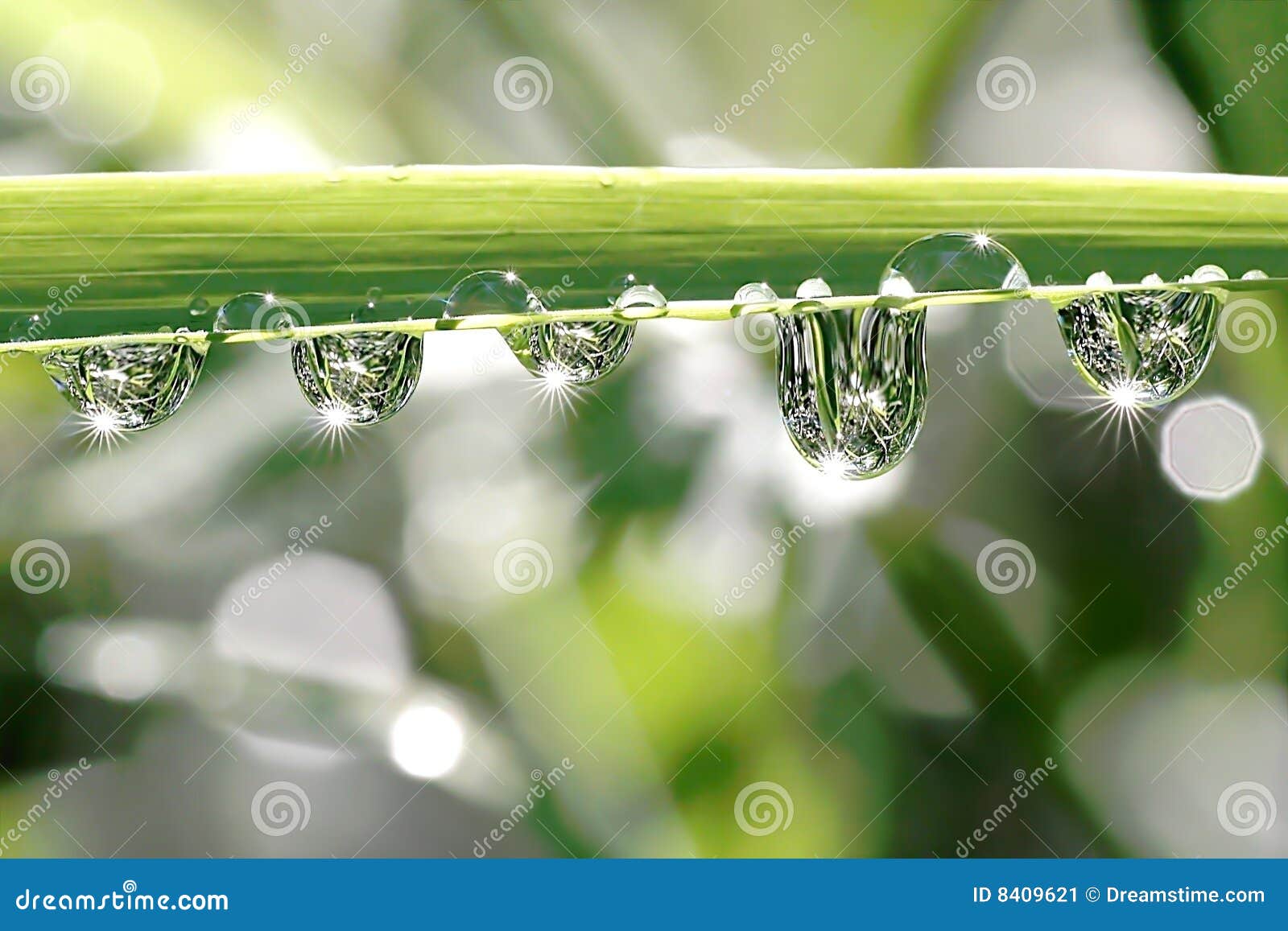 Grass with Morning Dew in Spring Stock Image - Image of background ...