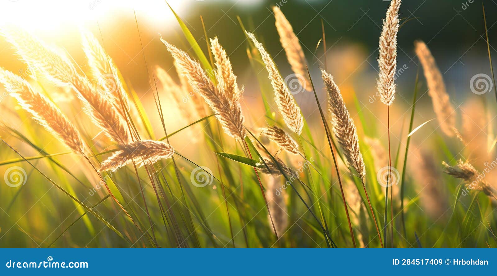 Grass with morning light stock illustration. Illustration of green ...
