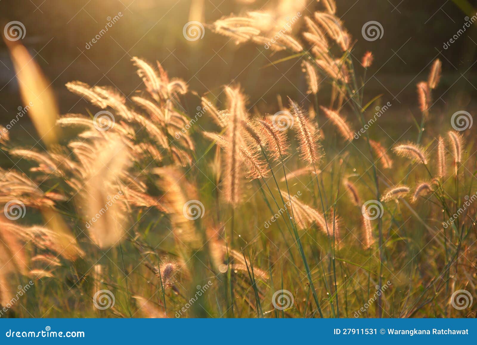 Grass in the morning sun. stock image. Image of autumn - 27911531