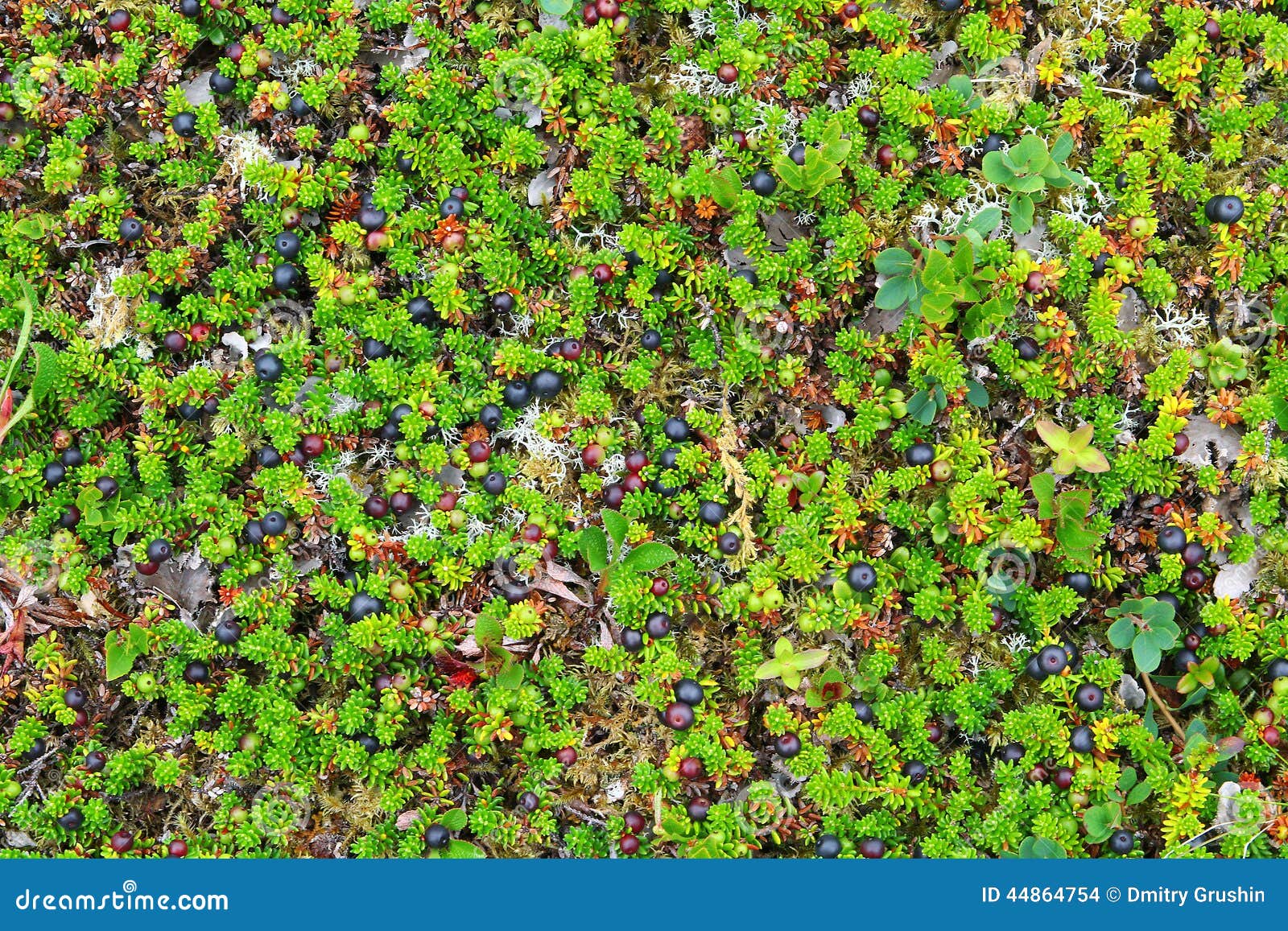 Grass, moss and berries stock photo. Image of grass, berry - 44864754