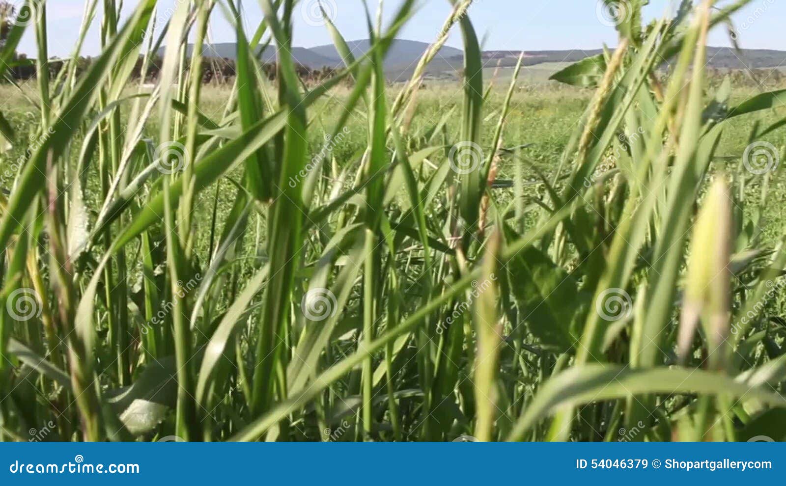 Grass Moving in the Breeze stock video. Video of field - 54046379