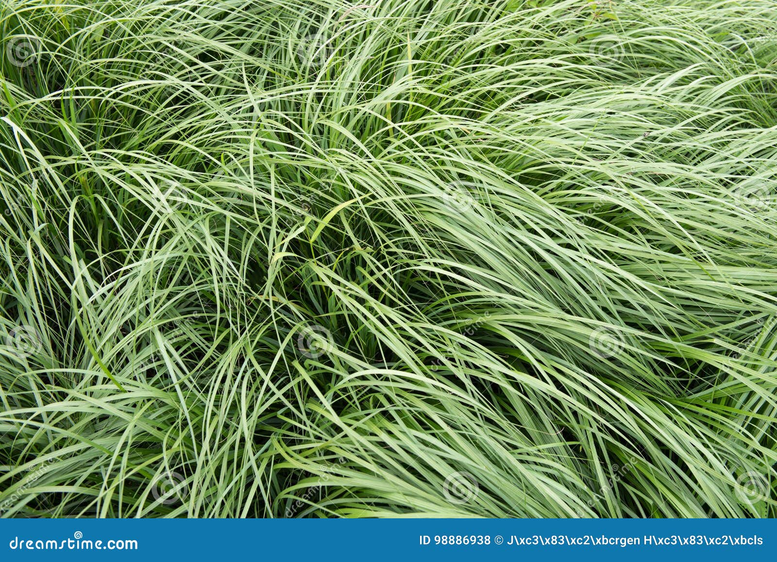 Grass is Moving in the Wind - Abstract Background Stock Photo - Image ...