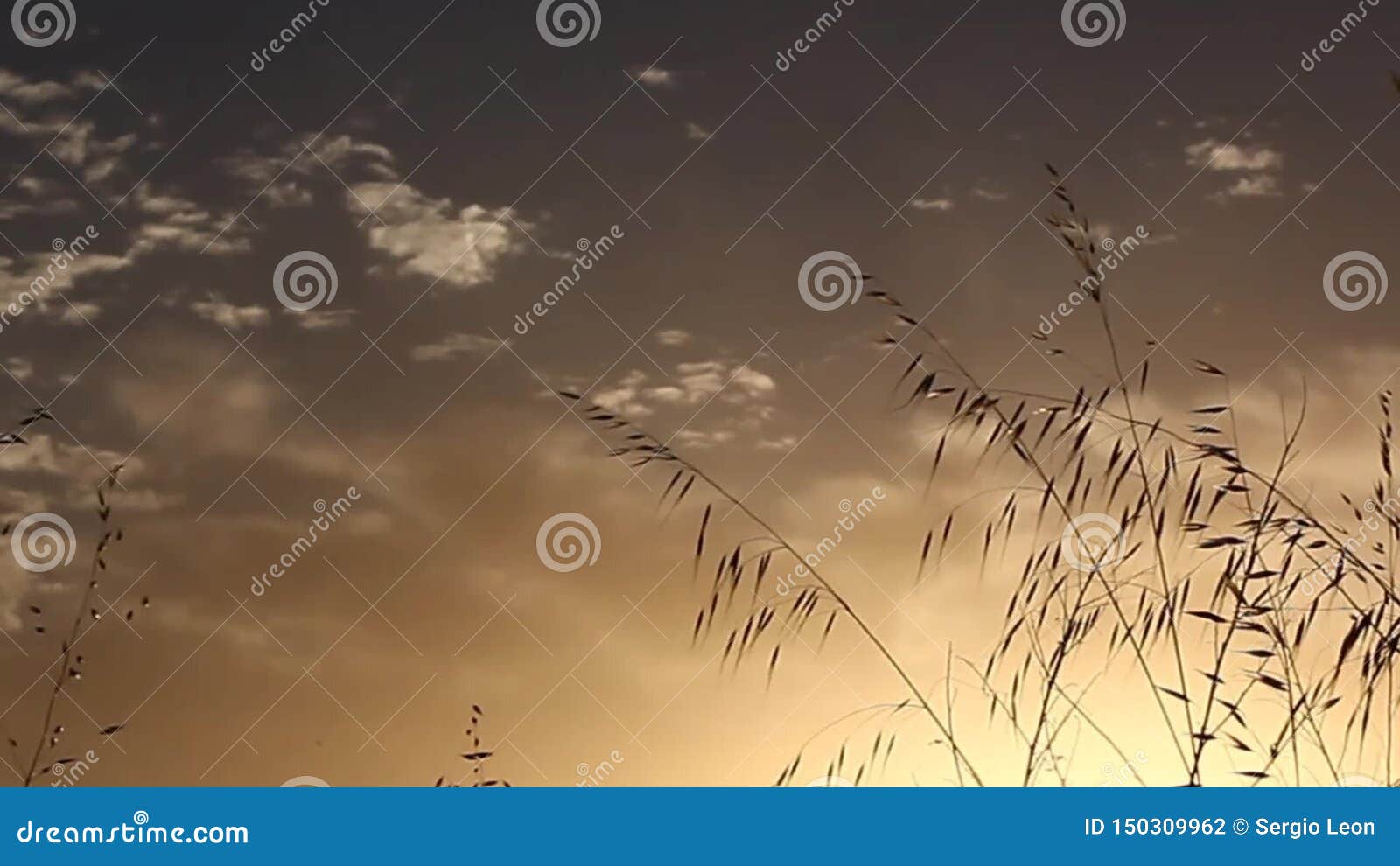 Grass Moving with the Wind at Sunset with the Sun in the Background ...