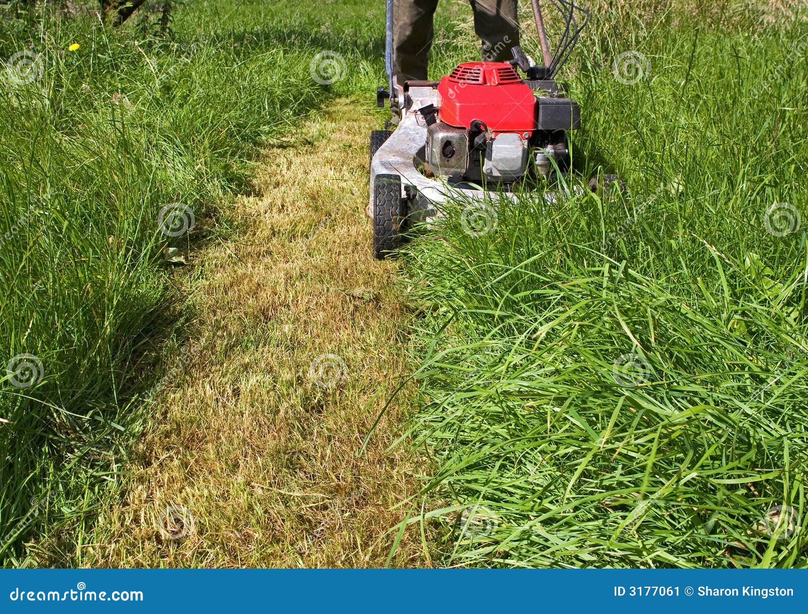 Grass mowing stock image. Image of environmental, cutting - 3177061